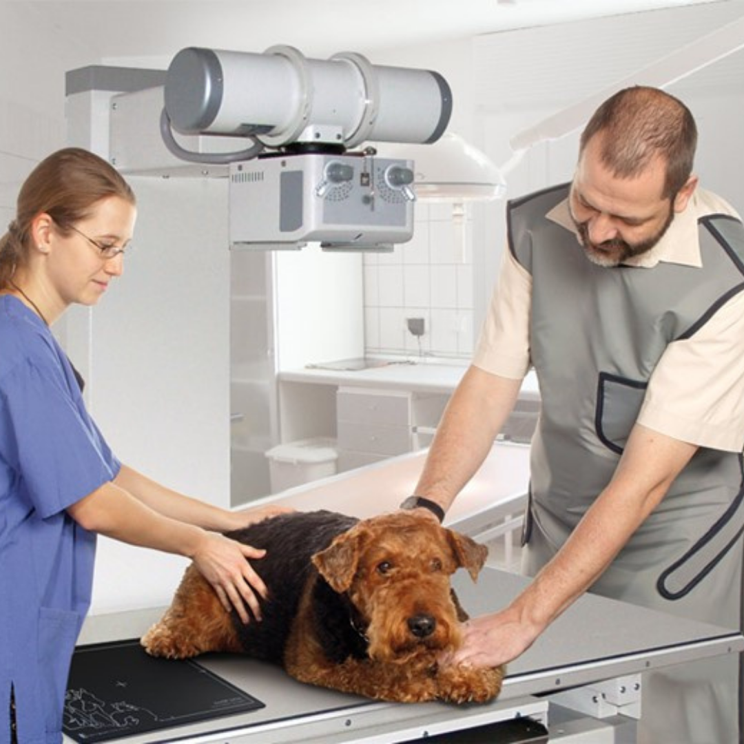 Veterinary Digital X-ray Equipment